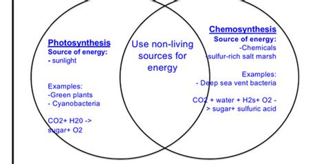 U3C3 Energy Flow Through Ecosystems Flashcards Quizlet