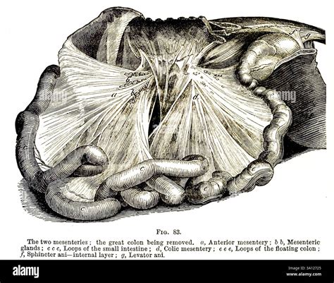 The Two Mesenteries The Great Colon Being Removed A Anterior