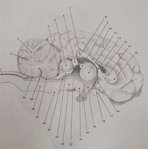 Ch 10 Sagittal View Of Sheep Brain Diagram Quizlet