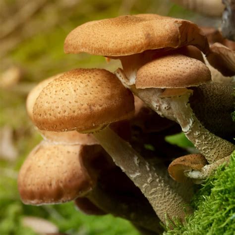 Largest Fungus Organism In The World