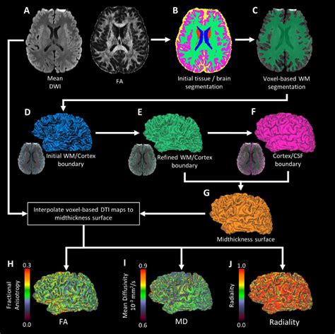 figure 2 from automated cerebral cortex segmentation based solely on