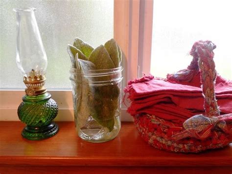 Wonderful Uses And Benefits Of Wooly Lambs Ear Wild Food Foraging