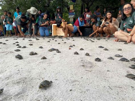 Mais de mil filhotes de quelônios são devolvidos à natureza na RDS