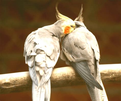 Unraveling Cockatiel Mating Behavior Secrets Dr Cockatiel