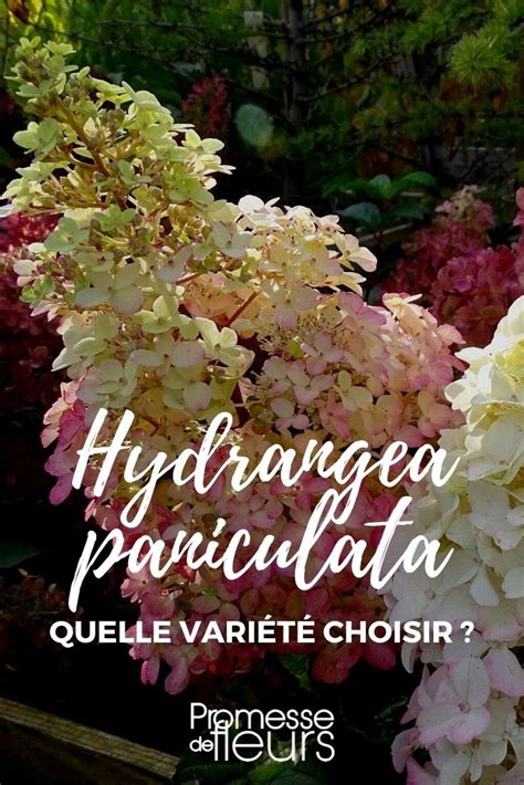 Choisir Un Hydrangea Paniculata Hydrangea Paniculata Hydrangea