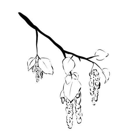 Premium Psd Black And White Birch Branch With Leaves And Buds
