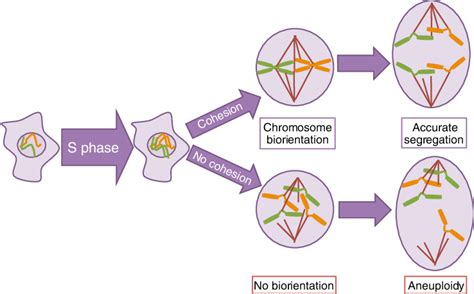Sister Chromatid Cohesion Is Required For Accurate Chromosome