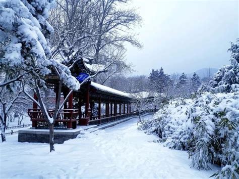 白雪却嫌春色晚 故穿庭树作飞花 澎湃号政务 澎湃新闻 The Paper