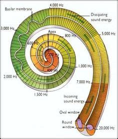 34 Fibonacci Ideas Fibonacci Sacred Geometry Fibonacci Spiral