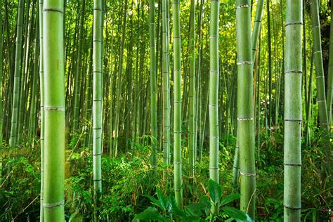 Bamboo Perfume Ingredient Wikiparfum