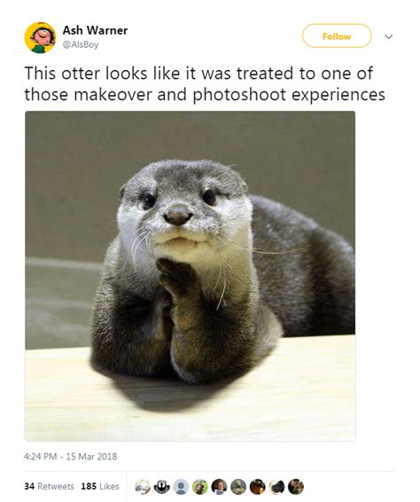 Get A Glimpse Into The Funny Daily Life Of Steve The Otter Tweets Artofit