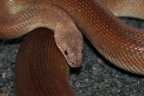 Patternless Spotted Pythons At Aar