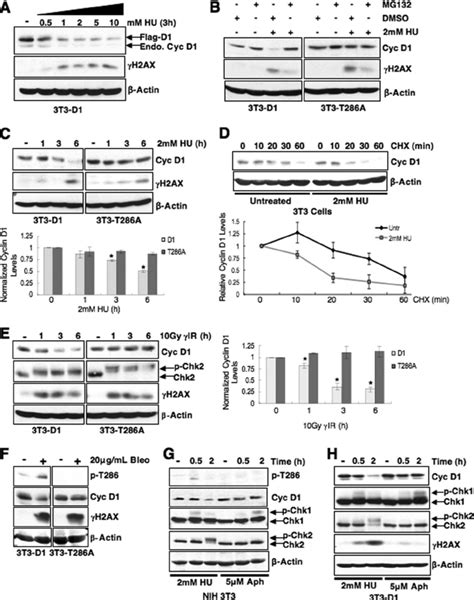 Phosphorylation Dependent Proteolysis Of Cyclin D1 Following Dsb