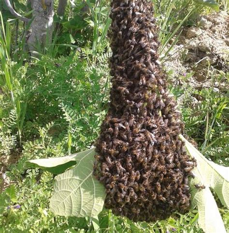 تربية النحل و إنتاج العسل الطبيعي Beekeeping And Natural Honey