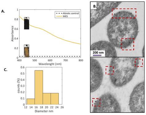 Confirmation Of Gold Nanoparticle Synthesis Aunps In An Download Scientific Diagram