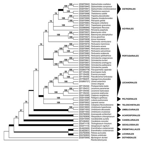 Maximum Parsimony Analysis Of Combined Mtssu Nulsu And Rpb1 Sequences Download Scientific