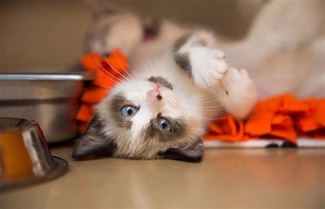 Cutest Kitten Ever
