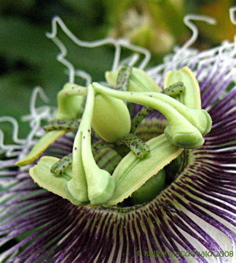 Plantfiles Pictures Passiflora Granadilla Passion Flower Passion