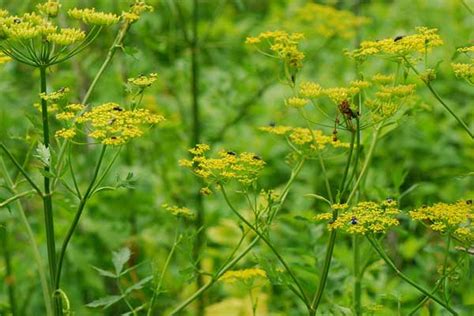 Parsnip Plant