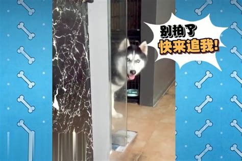 二哈：来你追我，如果你追到我，我就让你凤凰网视频凤凰网