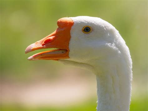 Do Geese Have Teeth All You Need To Know Birdfact