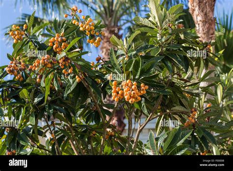 Loquat Japanese Plum Eriobotrya Japonica Tree With Lots Of Fruits