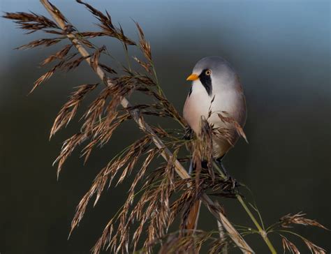 Helen Bennett On Twitter RT Neilthilton Bearded Tit In The Reeds In