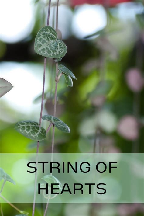 Trailing Succulents A Comprehensive Guide To 7 Stunning Succulents