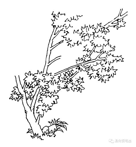 枫树画铅笔画 画枫树铅笔画 枫树怎么画铅笔画 大山谷图库