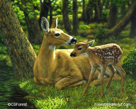 Forest Wildlife Art Deer Oil Paintings Gallery