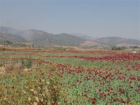 ဘိန်းစိုက်ဧက ၄၅၀၀ ကျော် လျော့ကျသွားပေမယ့် မြန်မာက ထိပ်တန်းဘိန်းစိုက်ပျိုးသူနိုင်ငံအဖြစ် ရှိနေက