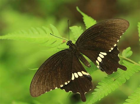 Butterflies Of Vietnam 148 Papilio Polytes Polytes The Common Mormon