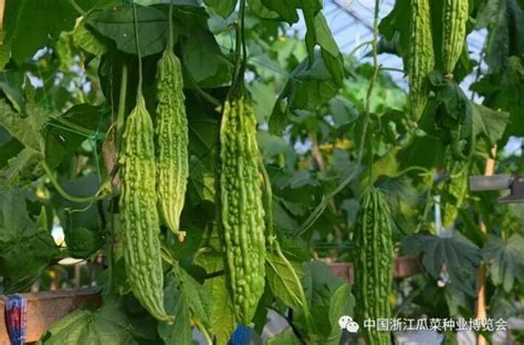重磅消息！2500个瓜菜新优品种集体亮相，错过再等一年！ 长江蔬菜