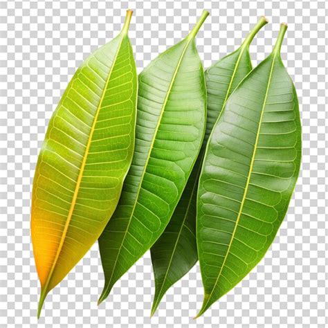 Three Leaves In A Row With Two Overlapping On Transparent Background
