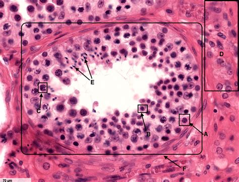 Testes Histology Diagram Quizlet