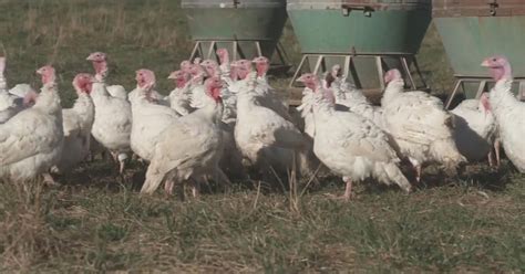 Turkey Shortage Rising Grocery Costs Affect This Thanksgiving Cbs