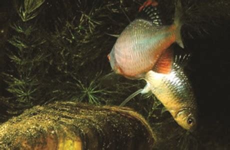 Sex Lives Of Fish Natural History Magazine