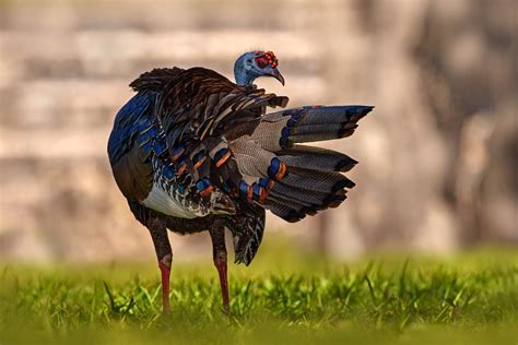 Birds Of Guatemala A Guide To The Best Birding Destinations In The Region