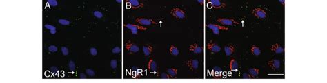 Co Existence Of Ngr1 With Cx43 In Primary Cultured Astrocytes A