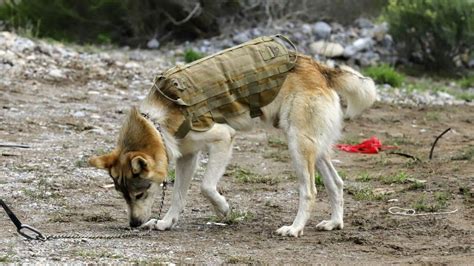 Este es Baloc el lobo mexicano que busca a niña perdida en Coahuila tras el paso del Hanna
