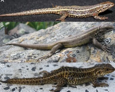 Liolaemus Walkeri Fakten Ernährung Lebensraum And Bilder Auf Animaliabio