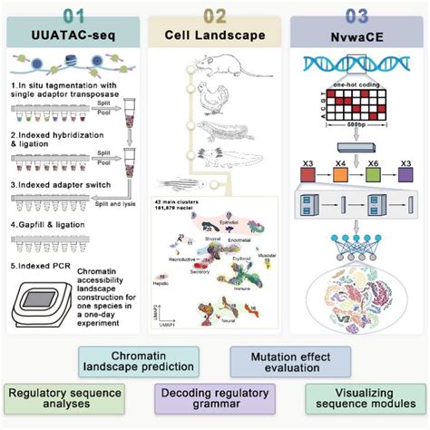 基因组“预言家”？看浙大“女娲”ai模型！