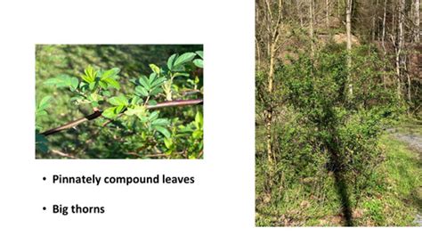 Shrub Quiz Flashcards Quizlet