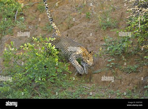 Charging Leopard In Yala National Park Sri Lanka Stock Photo Alamy