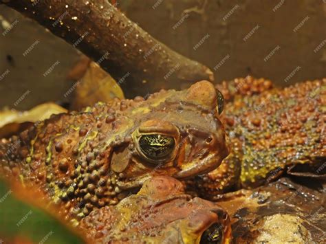 Premium Photo The Cane Toad Rhinella Marina Also Known As The Giant