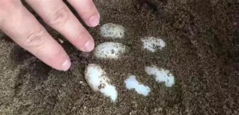 不注重挖龜蛋的四個細節將會損失慘重 每日頭條