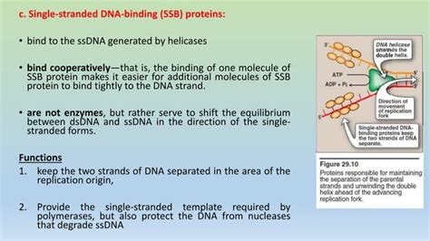Replication Fork In Prokaryotic Replication Pptx Chemistry Science