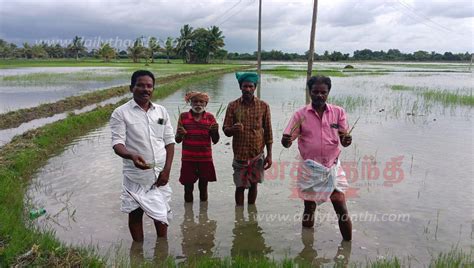 Farmers Upset சம்பா பயிர்கள் மழைநீரில் மூழ்கி பாதிப்பு