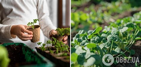 Що сіють на розсаду у лютому як правильно висаджувати овочі і квіти Oboz Ua