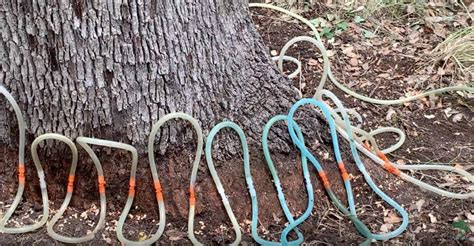 Cost Of Treating Oak Wilt Arborcare And Consulting